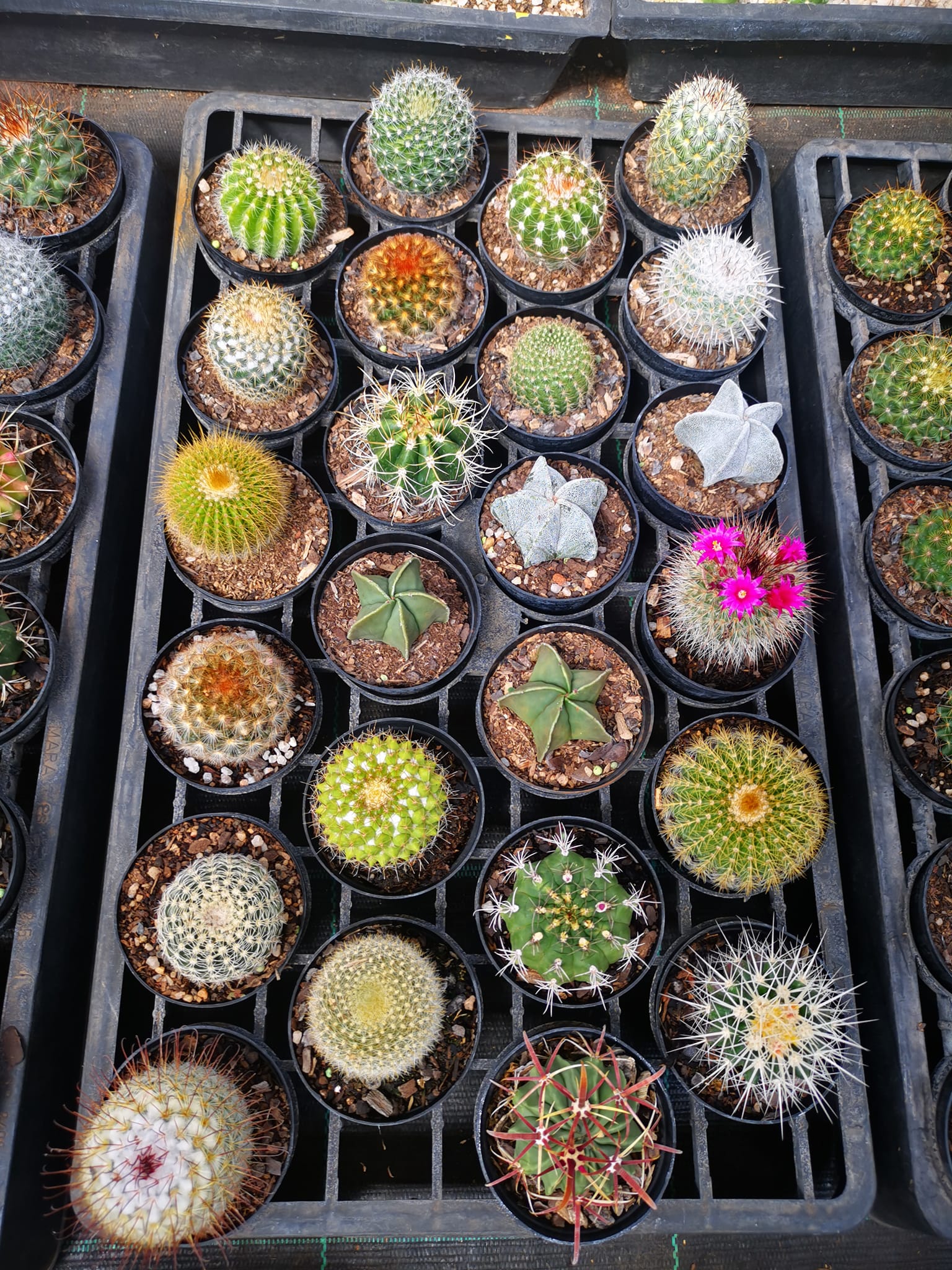 Crous Cactus & Succulent Nursery - Affordable Plants in Akasia, Gauteng